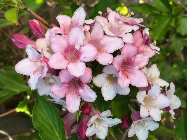 Allen eine schöne Sommerzeit! - P. Rubin AG
